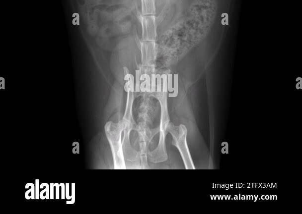 HD video panning up XRay image of obese cat with complete intestinal ...