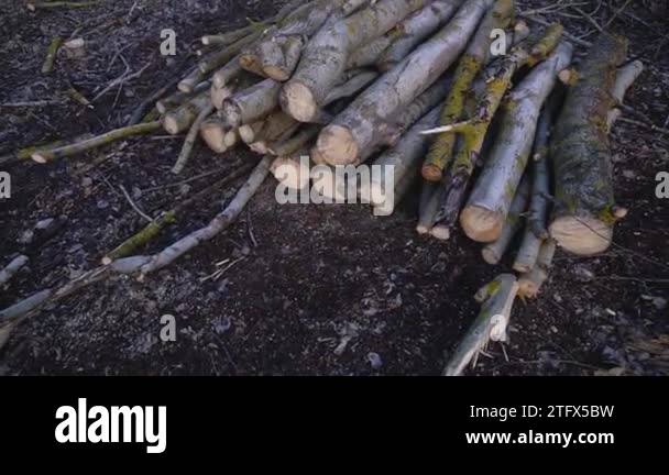 Cut spring forest in heavy fog. Industrial procurement of firewood ...