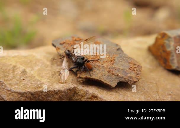Ladybird spider (Male young, Eresus sandaliatus) preys on a flying ant ...