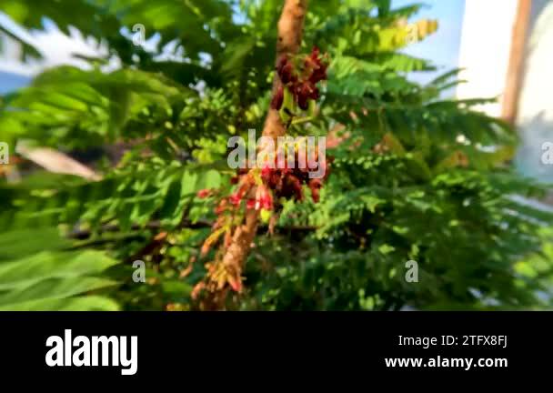 Bilimbi fruit tree whose trunk is issuing red flowers, small in large ...