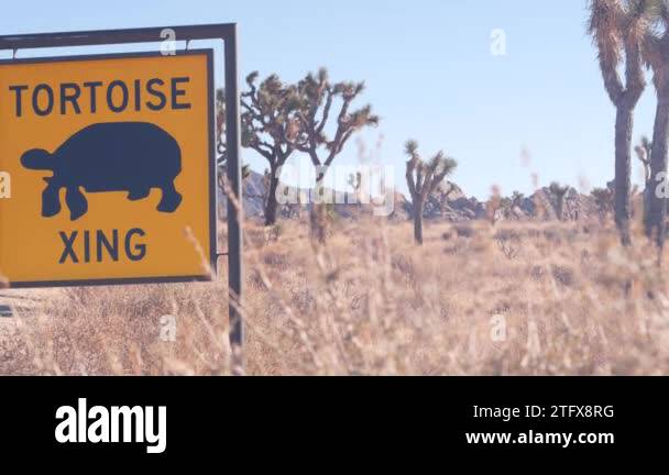 Usa desert wildlife Stock Videos & Footage - HD and 4K Video Clips - Alamy