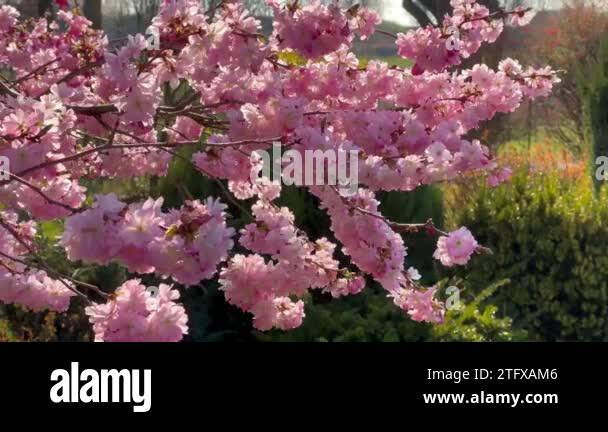 Cherry blossoms in the spring season in park. Pink sakura flowers ...