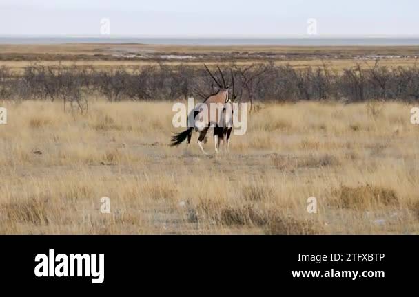 Mating face Stock Videos & Footage - HD and 4K Video Clips - Alamy