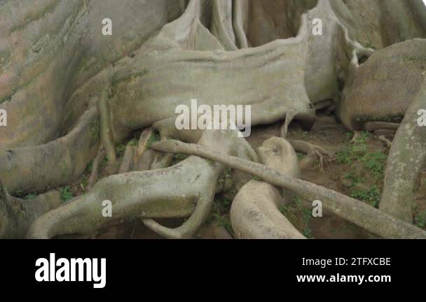 Bayan Banyan Ancient Giant Tree - The Oldest and Biggest Trees in Bali ...