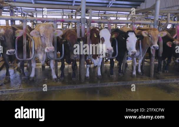 The process of milking cows on a dairy farm. Automatic milking of cows. Automated milking of ...