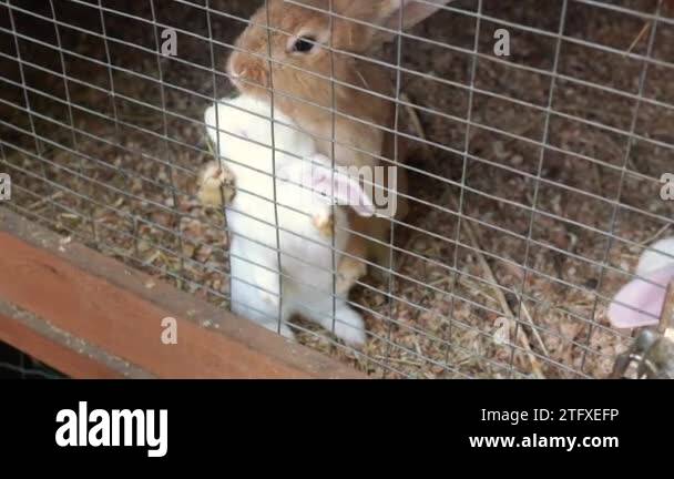 Rabbit breeding and feeding in farm - animal husbandry. White and brown ...