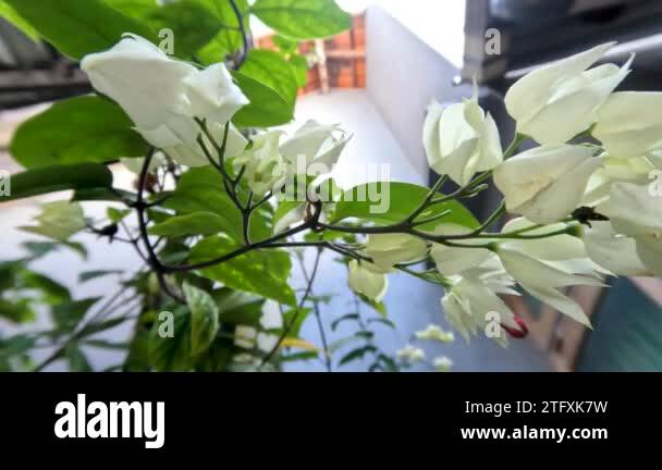 Bowers vine blossom Stock Videos & Footage - HD and 4K Video Clips - Alamy