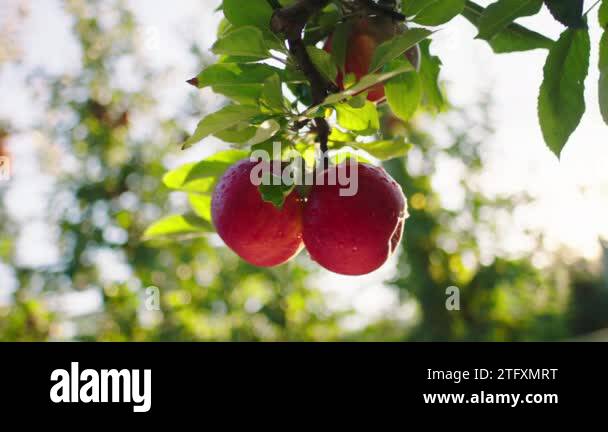 Modern farm apple tree Stock Videos & Footage - HD and 4K Video Clips ...