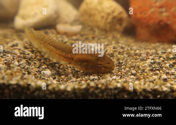 Closeup tadpole eating. You can notice the details of the young frog ...