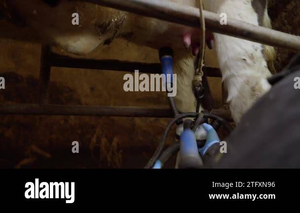 Cows at the Milk Production Factory. A factory worker starts the ...