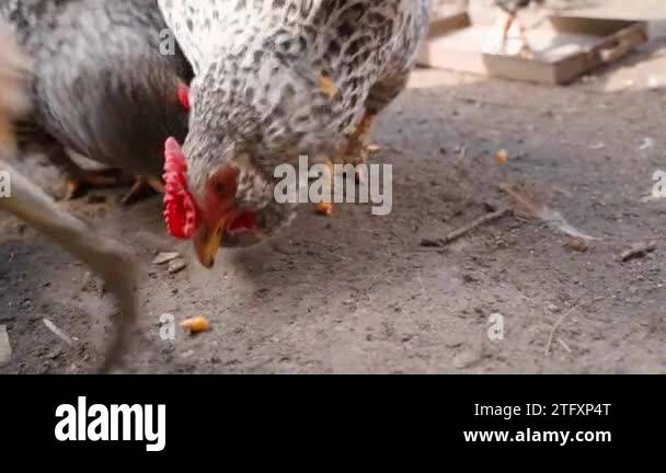 Feeding domestic chickens with corn. Chickens pecking at corn kernels ...