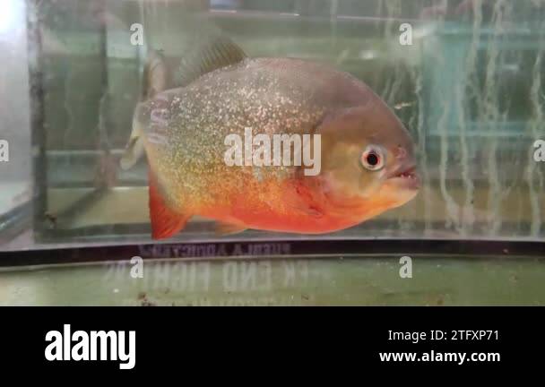 Belly of fish Stock Videos & Footage - HD and 4K Video Clips - Alamy