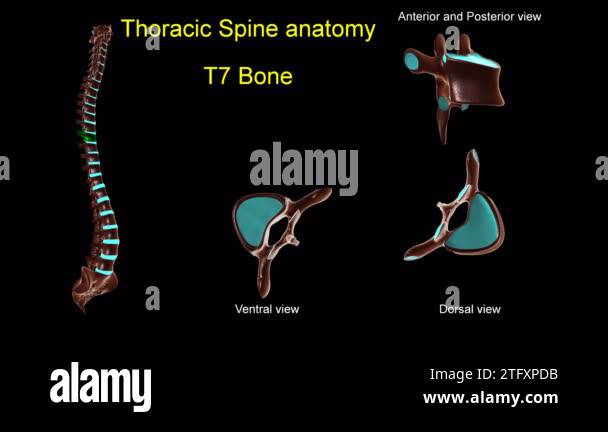 Thoracic spine T 7 bone anatomy for medical concept 3D animation with ...