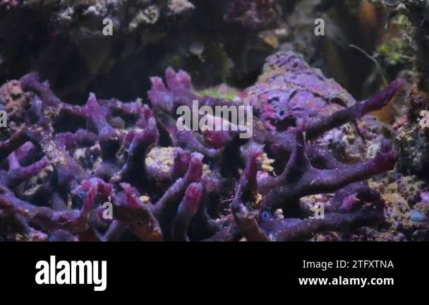 Sea sponge great barrier reef australia Stock Videos & Footage - HD and ...