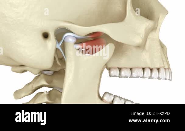 Tmj The Temporomandibular Joints Healthy Occlusion Anatomy Medically