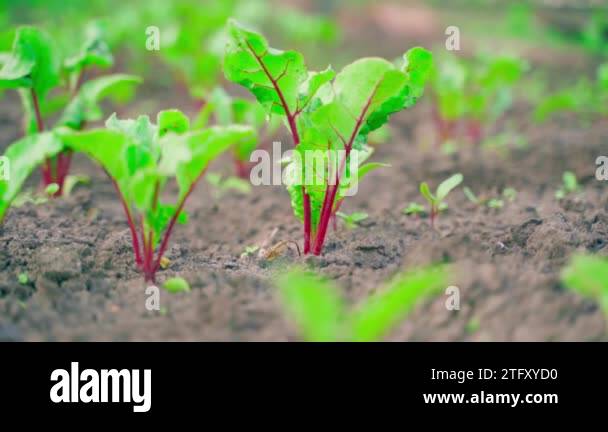 Young sprouts of red beets grow in the soil on a garden bed close-up on ...