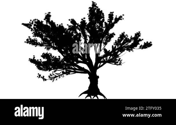 Cedrus libani cedar lebanon tree Stock Videos & Footage - HD and 4K ...