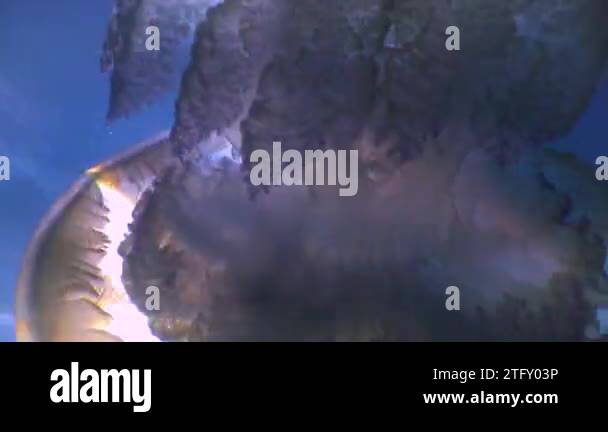 Floating in the thickness (Rhizostoma pulmo), commonly known as the ...