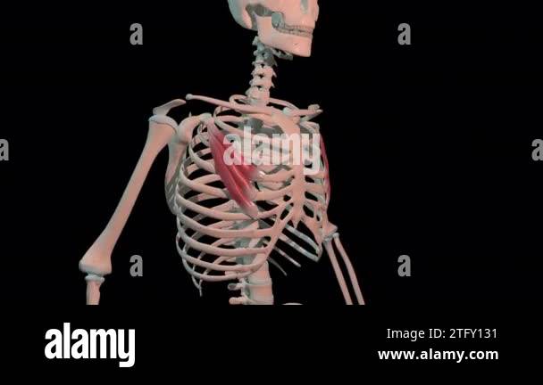 This 3d animation shows the pectoralis minor muscles in full rotation ...