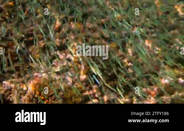 Silversides fishes swimming among coral reefs. Underwater video of ...