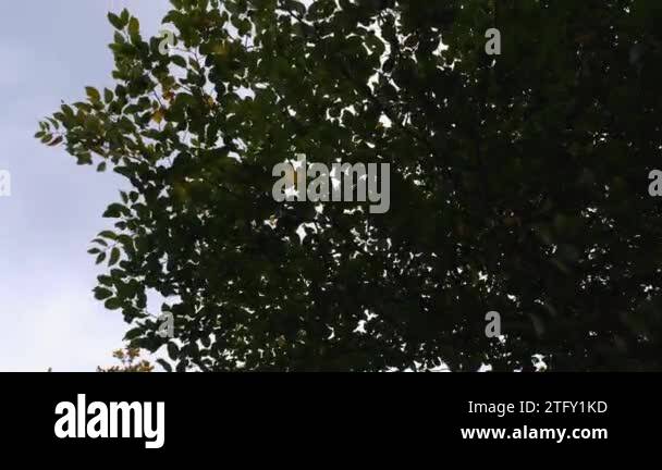 Tree leaves swaying in the wind, stormy sky, tree leaves waving in wind ...