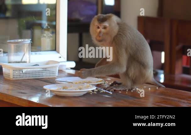 Monkey eating table Stock Videos & Footage - HD and 4K Video Clips - Alamy