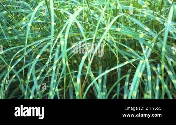 Miscanthus in landscape park design. Pampas grass miscanthus in gardens ...