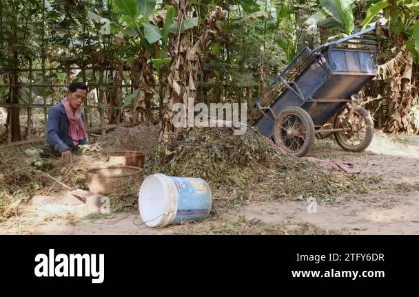 farmer sitting cross-legged on the ground of a farmyard and pulling ...