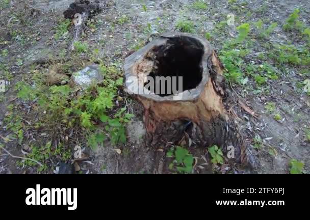 Stump with texture Stock Videos & Footage - HD and 4K Video Clips - Alamy