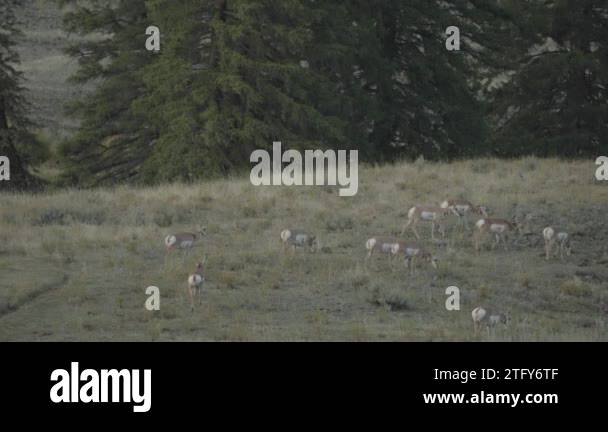 Antilocapra americana wildlife Stock Videos & Footage - HD and 4K Video ...