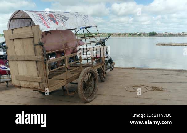 Cambodia pig animal Stock Videos & Footage - HD and 4K Video Clips - Alamy
