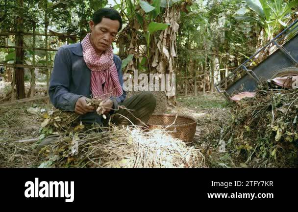 farmer sitting cross-legged on the ground of a farmyard and pulling ...
