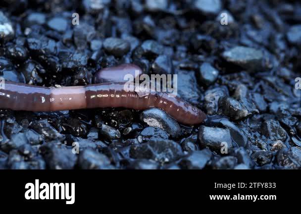Tokyo,Japan - October 19, 2022: An earthworm moving on wet asphalt ...