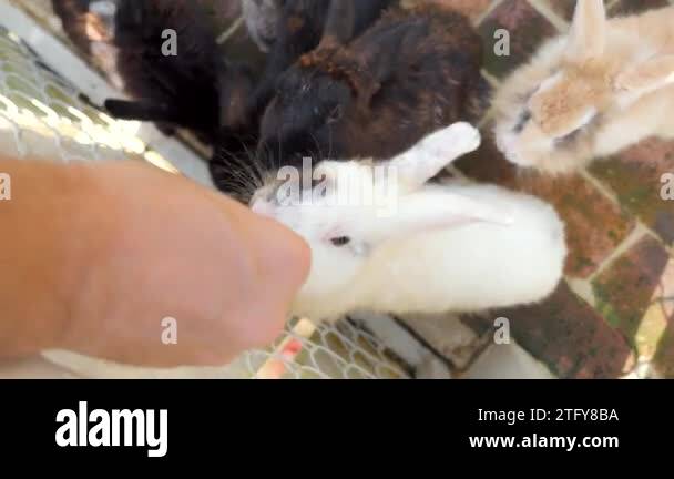 Cute baby rabbit feeding animal Stock Videos & Footage - HD and 4K ...