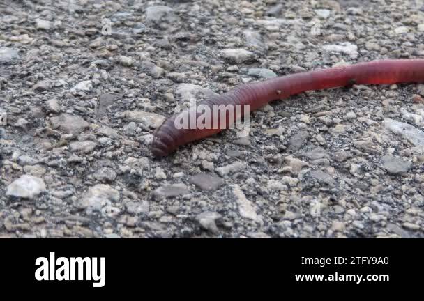 Macro of Earthworm on Asphalt - worm moving on dry concrete road ...