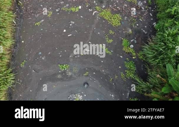 Pig top down Stock Videos & Footage - HD and 4K Video Clips - Alamy