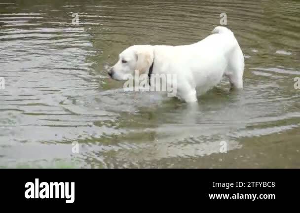 Labrador dog in water Stock Videos & Footage - HD and 4K Video Clips ...