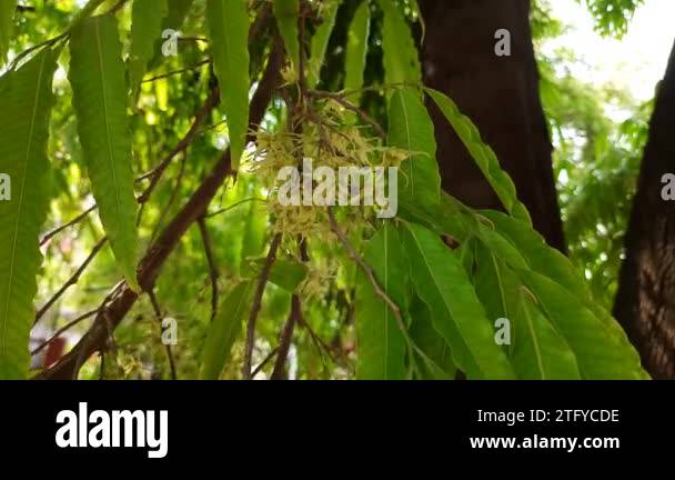 Polyalthia longifolia Tree flowers. It's tree other names Ashoka ...