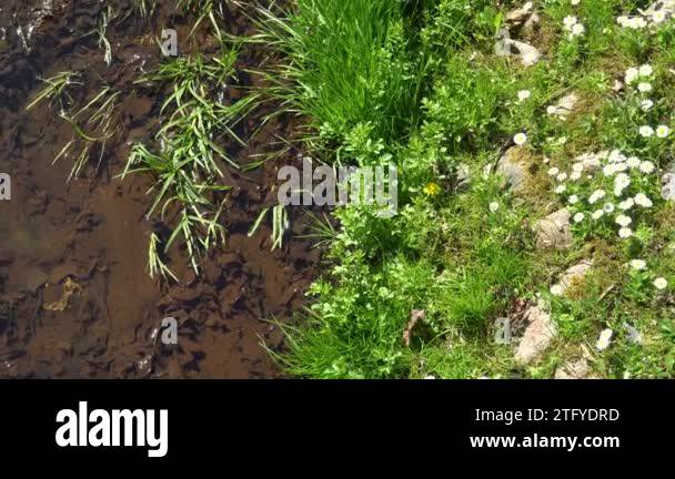 A tributary of the river. Flowing source waters in a green grassy ...