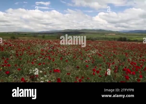 Poppy field and blue sky with fluffy clouds Stock Videos & Footage - HD ...