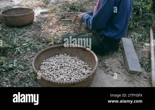 farmer sitting cross-legged on the ground of a farmyard and pulling ...