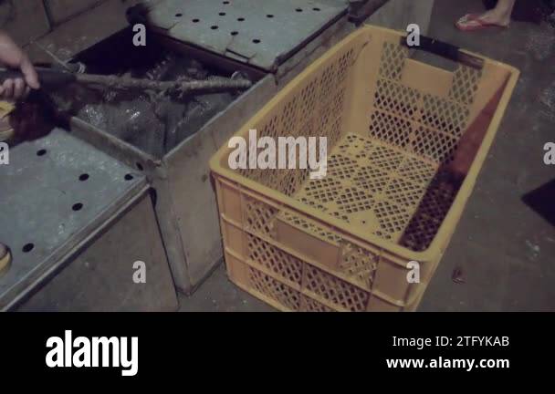 Transfer of live fishes from metal fishing boxes to plastic crates ...