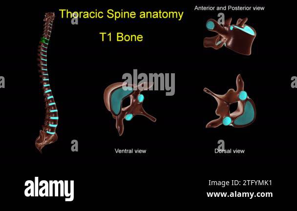 Thoracic spine T 1 bone anatomy for medical concept 3D animation with ...