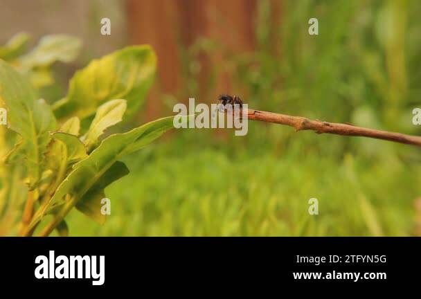 Ladybird spider jumping (Male young, Eresus sandaliatus).Closeup ...