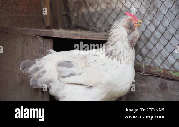 Faverolle chicken breathes through its open beak close-up. Shortness of ...