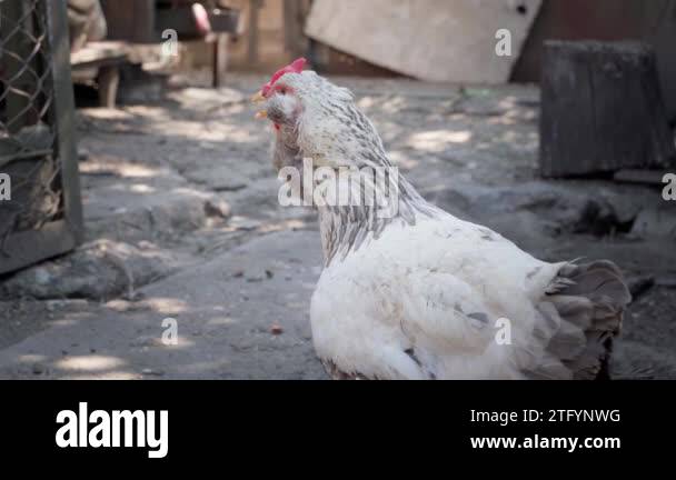 Faverolle chicken breathes through its open beak close-up. Shortness of ...