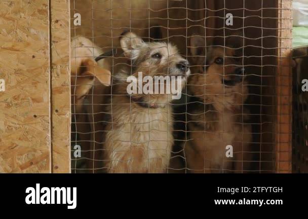 Unwanted and homeless dogs barking in animal shelter. Asylum for dog ...