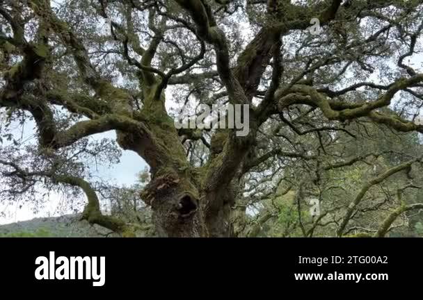 Cork oak is an evergreen tree native to southwestern Europe and North ...