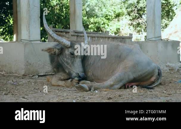 Sleepy water buffalo lying down under stilt-house farm Stock Video ...