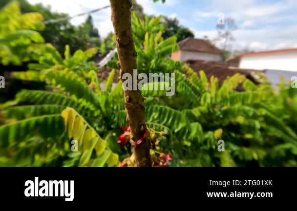 Bilimbi plant stems that are in bloom, shaped like small red and brown ...